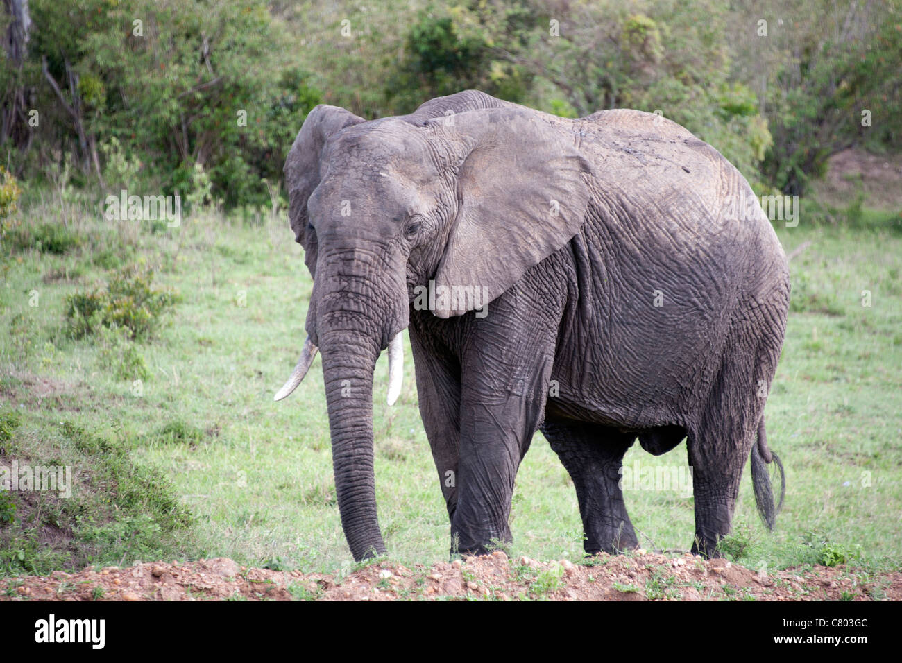 Elephant in Kenya Stock Photo - Alamy