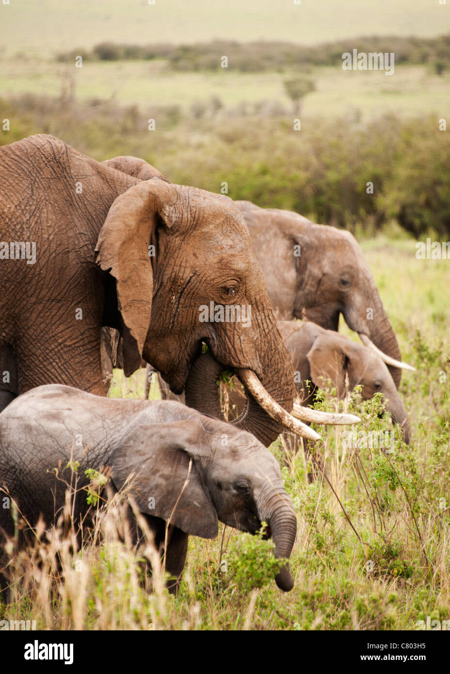Elephants in Kenya Stock Photo - Alamy