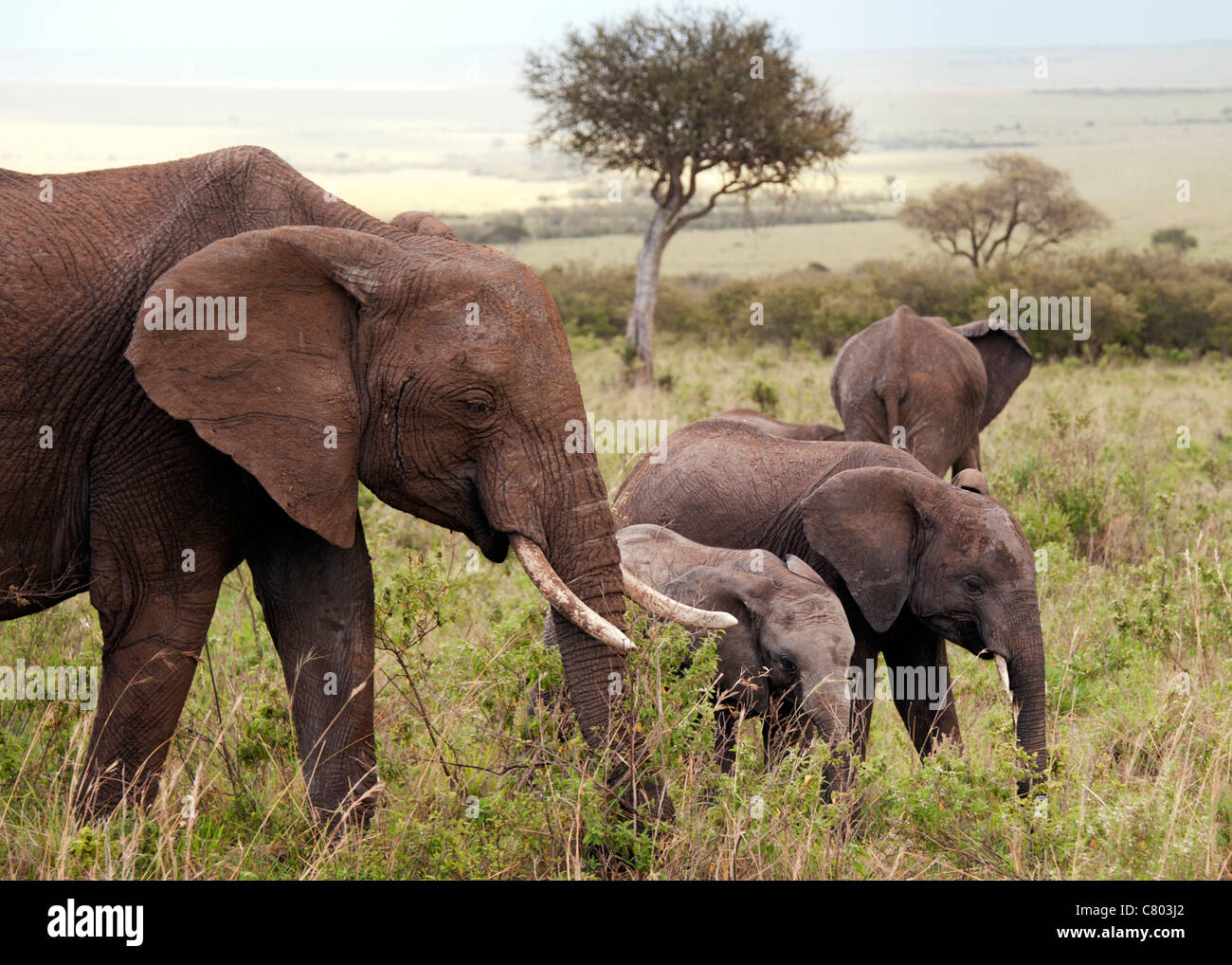 Elephants with tree in background Stock Photo - Alamy