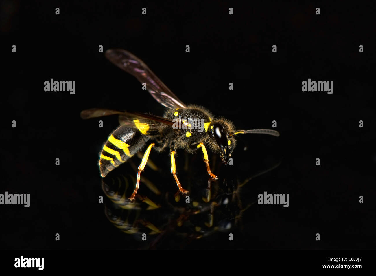 Yellow jacket wasp sting hi-res stock photography and images - Alamy