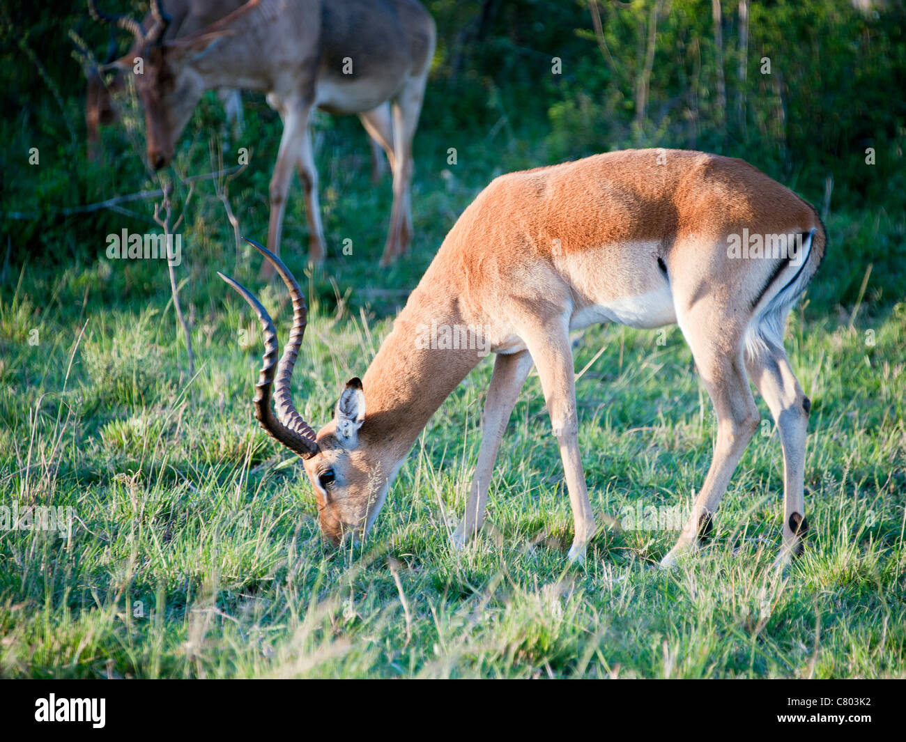 Gazelle in Kenya Stock Photo - Alamy