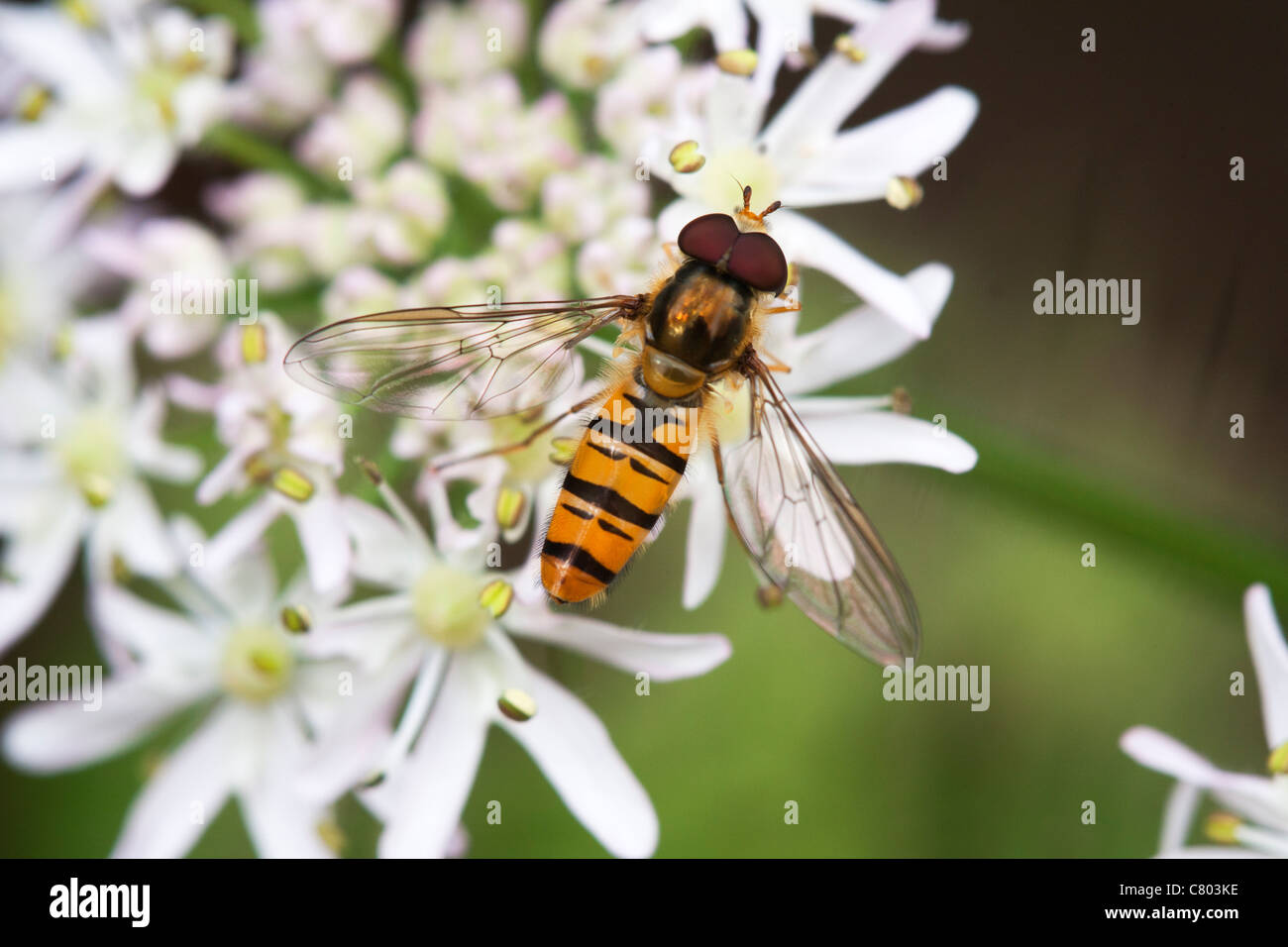 Hoverfly Episyrphus balteatus adult feeding on a white flower Stock ...