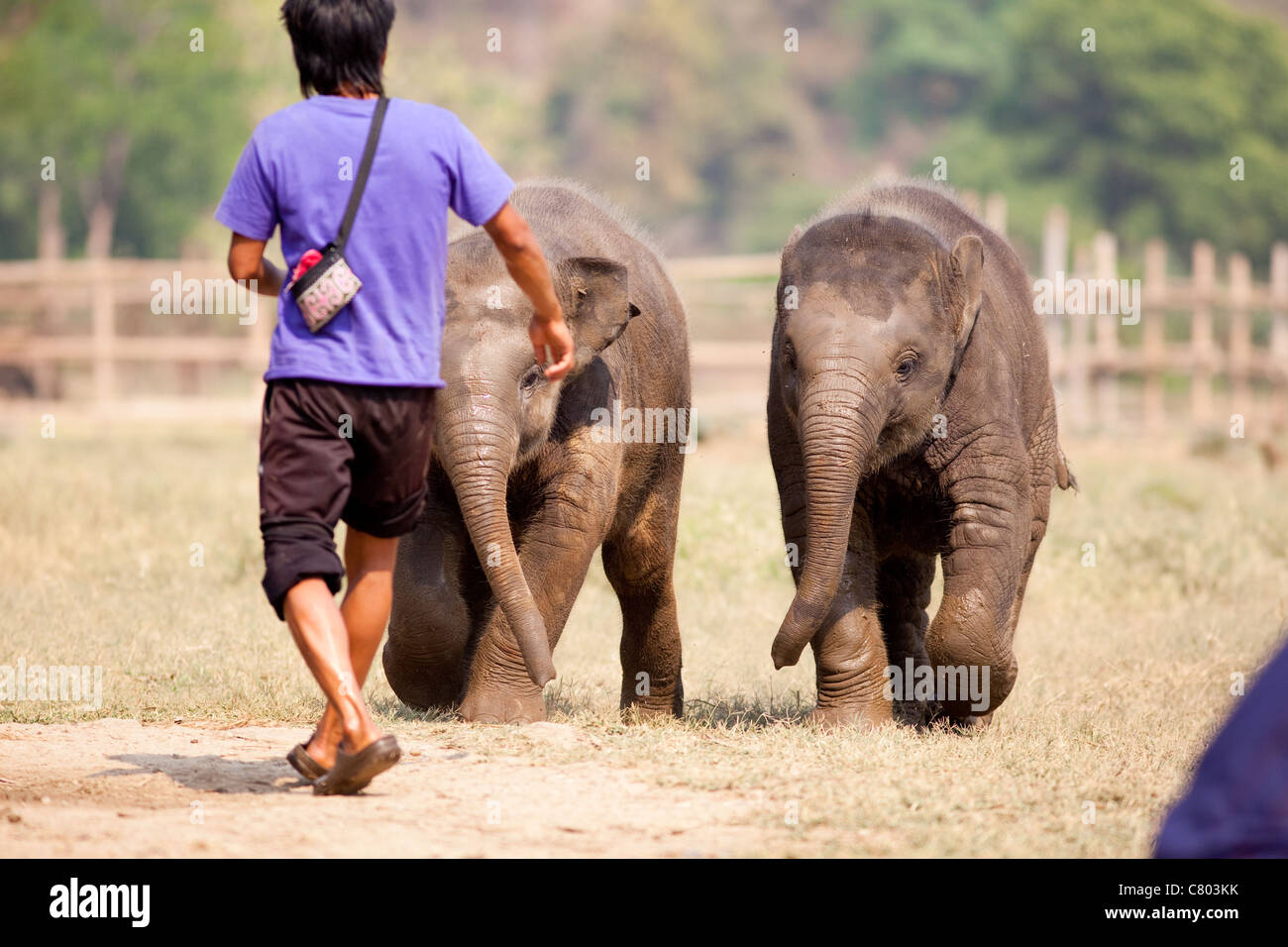 An elephant keeper tries to stop two young elephants at an elephant ...