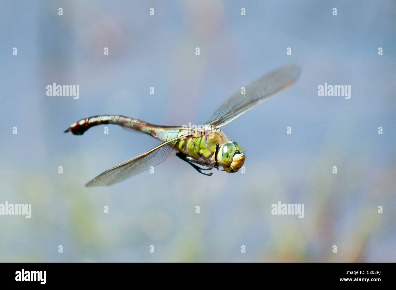Anax imperator, Female in flight, Sesimbra-Portugal Stock Photo - Alamy