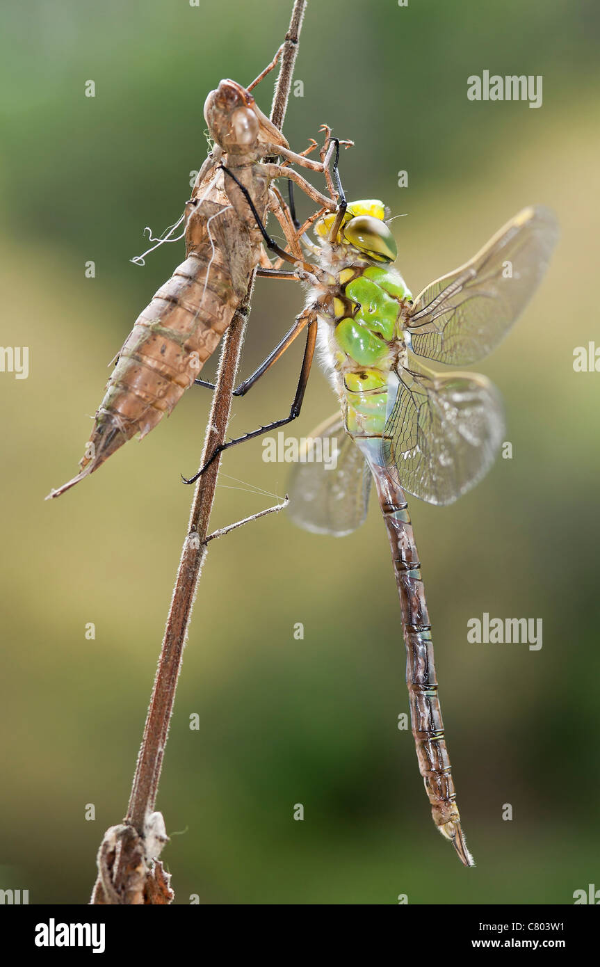 Anax imperator, Male emerging, Sintra-Portugal Stock Photo - Alamy