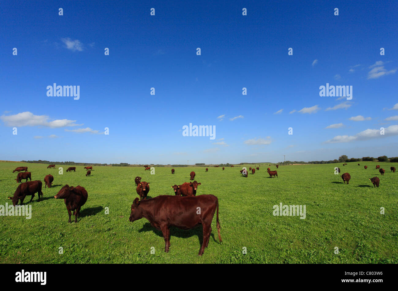 Grazing or pasture land hi-res stock photography and images - Alamy
