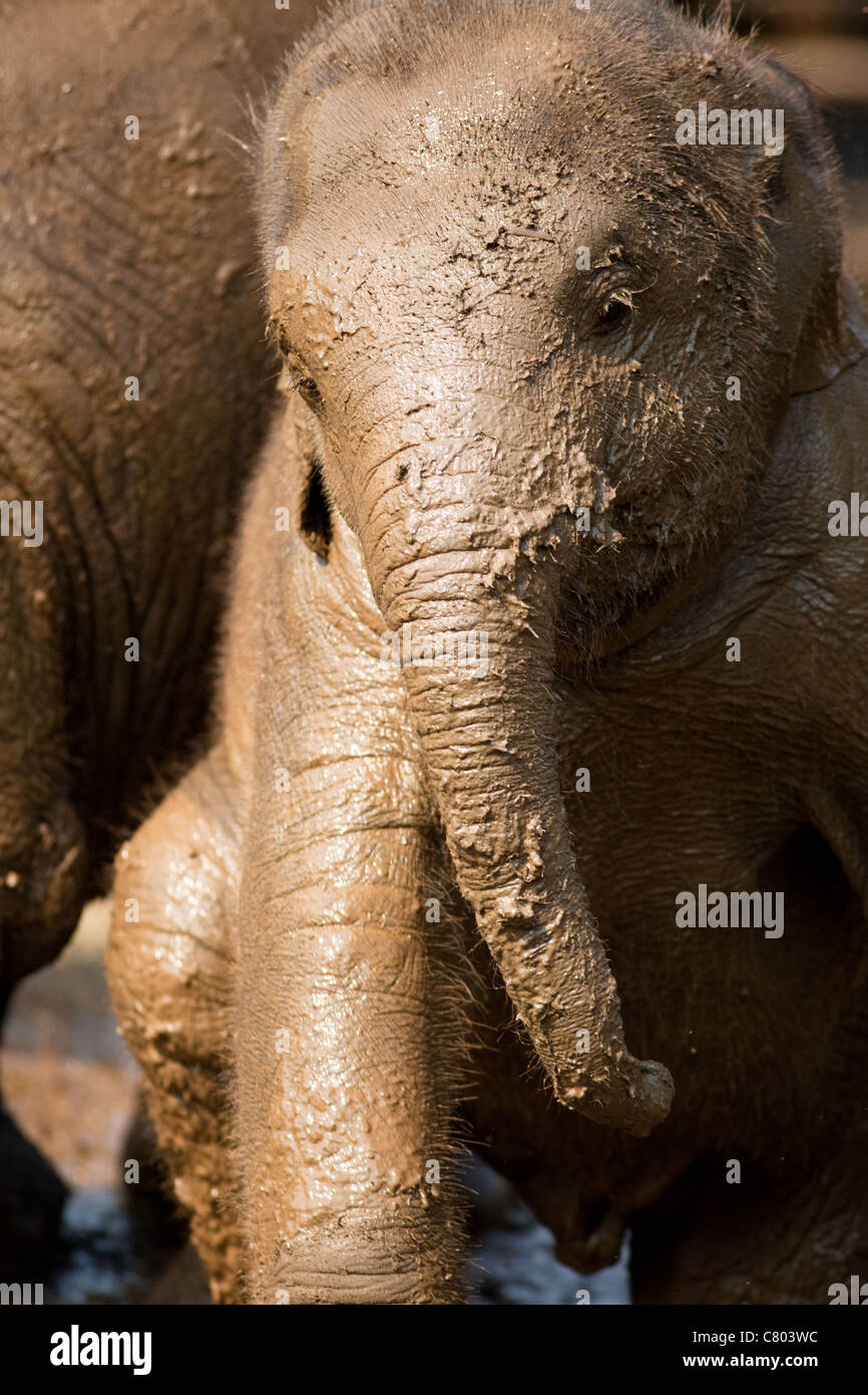 Baby Elephants Playing In A Pool