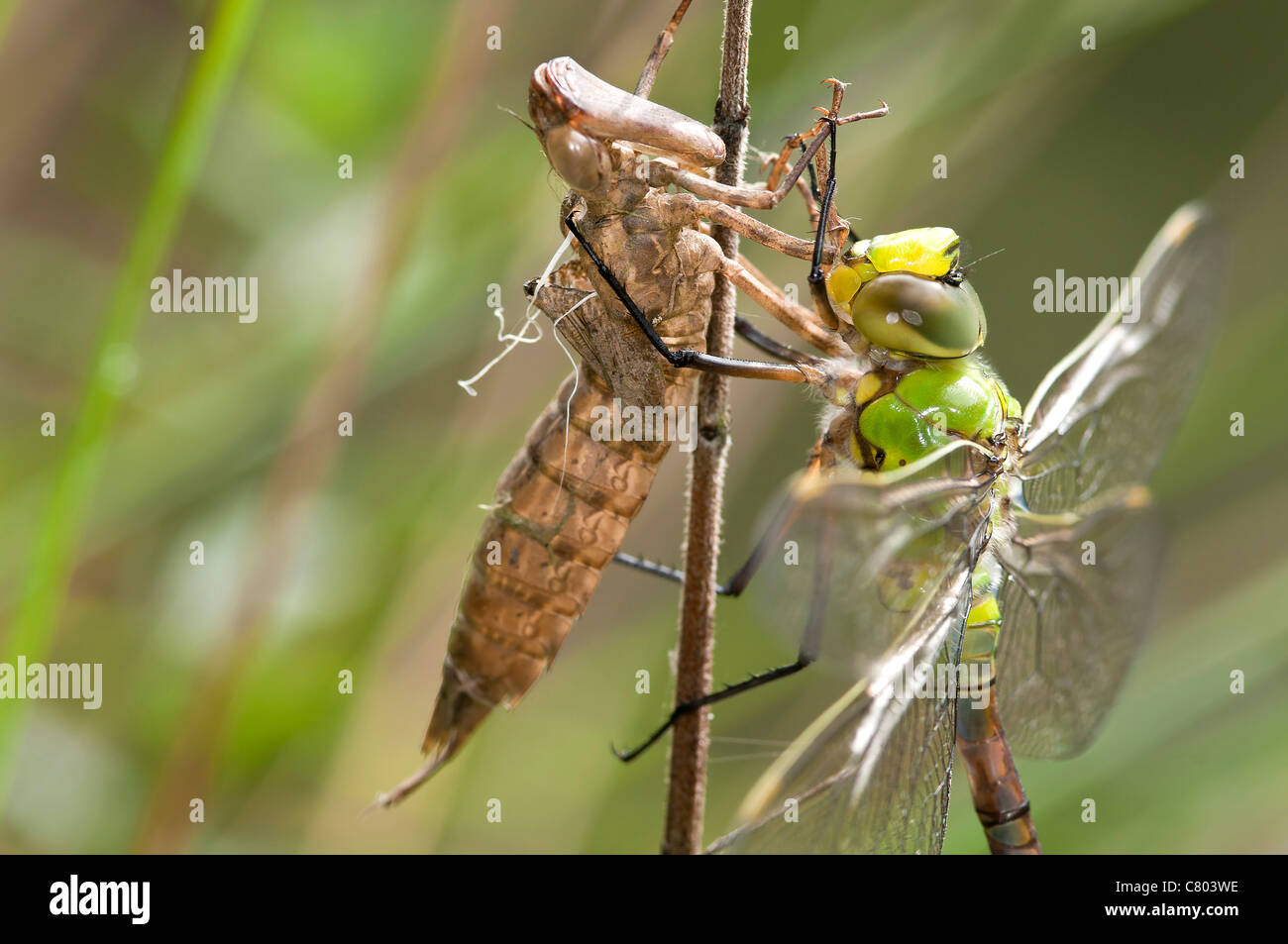 Anax imperator, Male emerging, Sintra-Portugal Stock Photo - Alamy