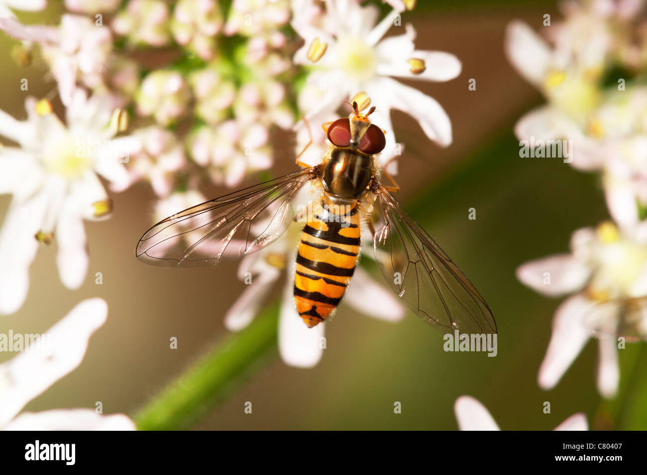 Hoverfly Episyrphus balteatus adult on a white flower Stock Photo - Alamy