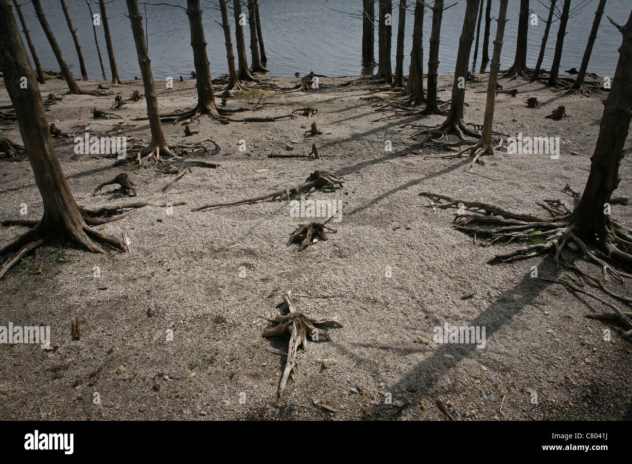 Rows of dead tree roots on a sandy lake shore Stock Photo - Alamy