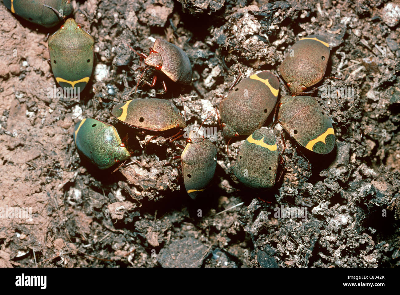 Shield-backed / Shield bug (Solenosthedium liligerum: Scutelleridae ...