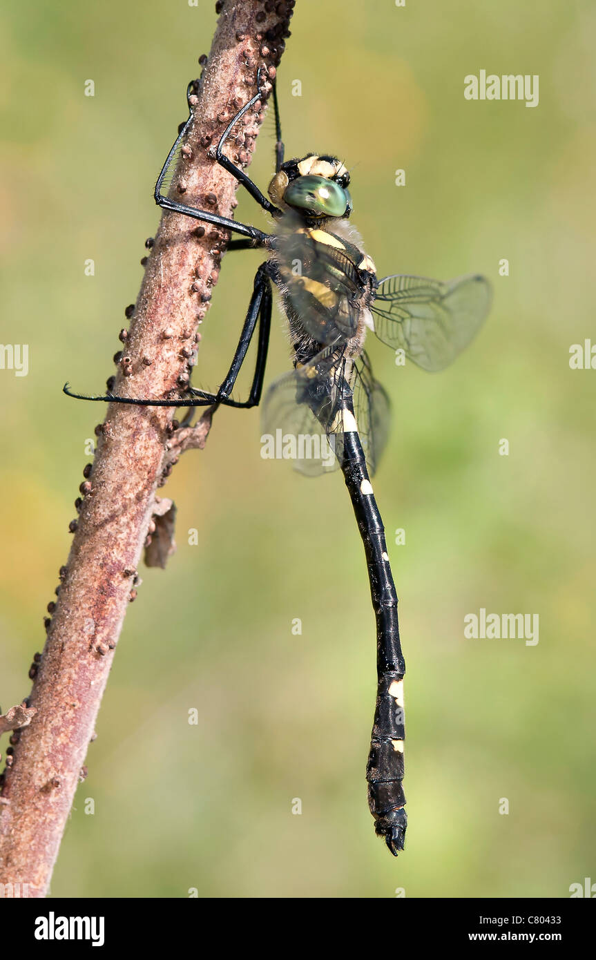 Macromia splendens hi-res stock photography and images - Alamy