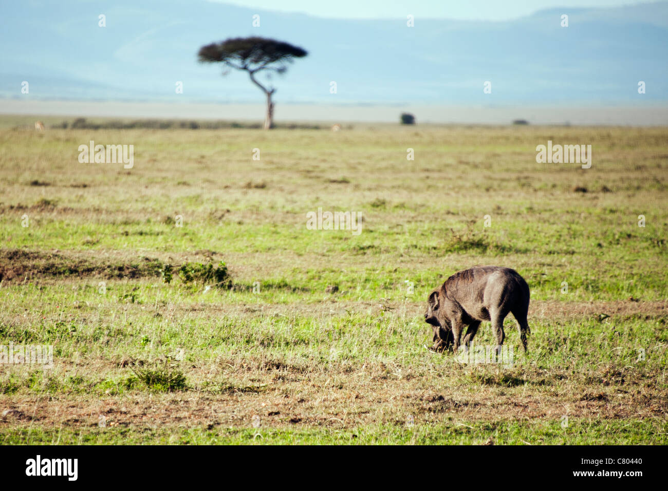 Warthog in masai mara kenya hi-res stock photography and images - Alamy