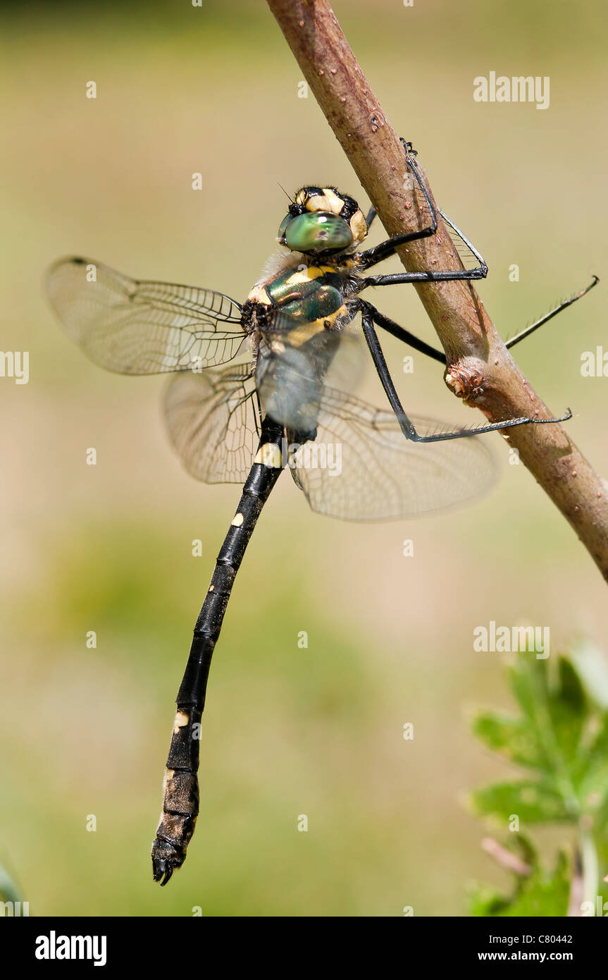 Macromia splendens hi-res stock photography and images - Alamy