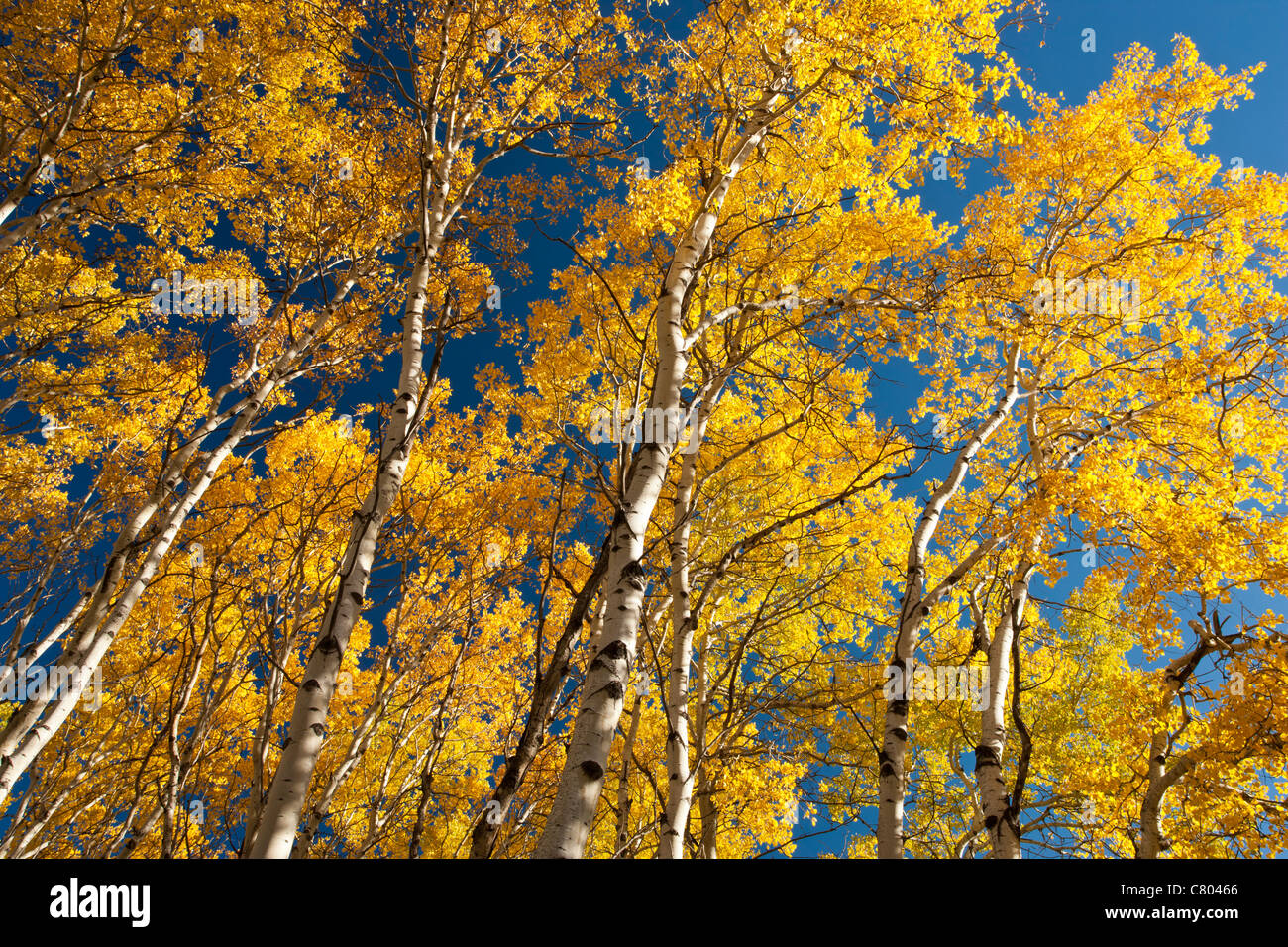 Aspen tree stand in autumn colour-Jasper National Park, Alberta, Canada ...