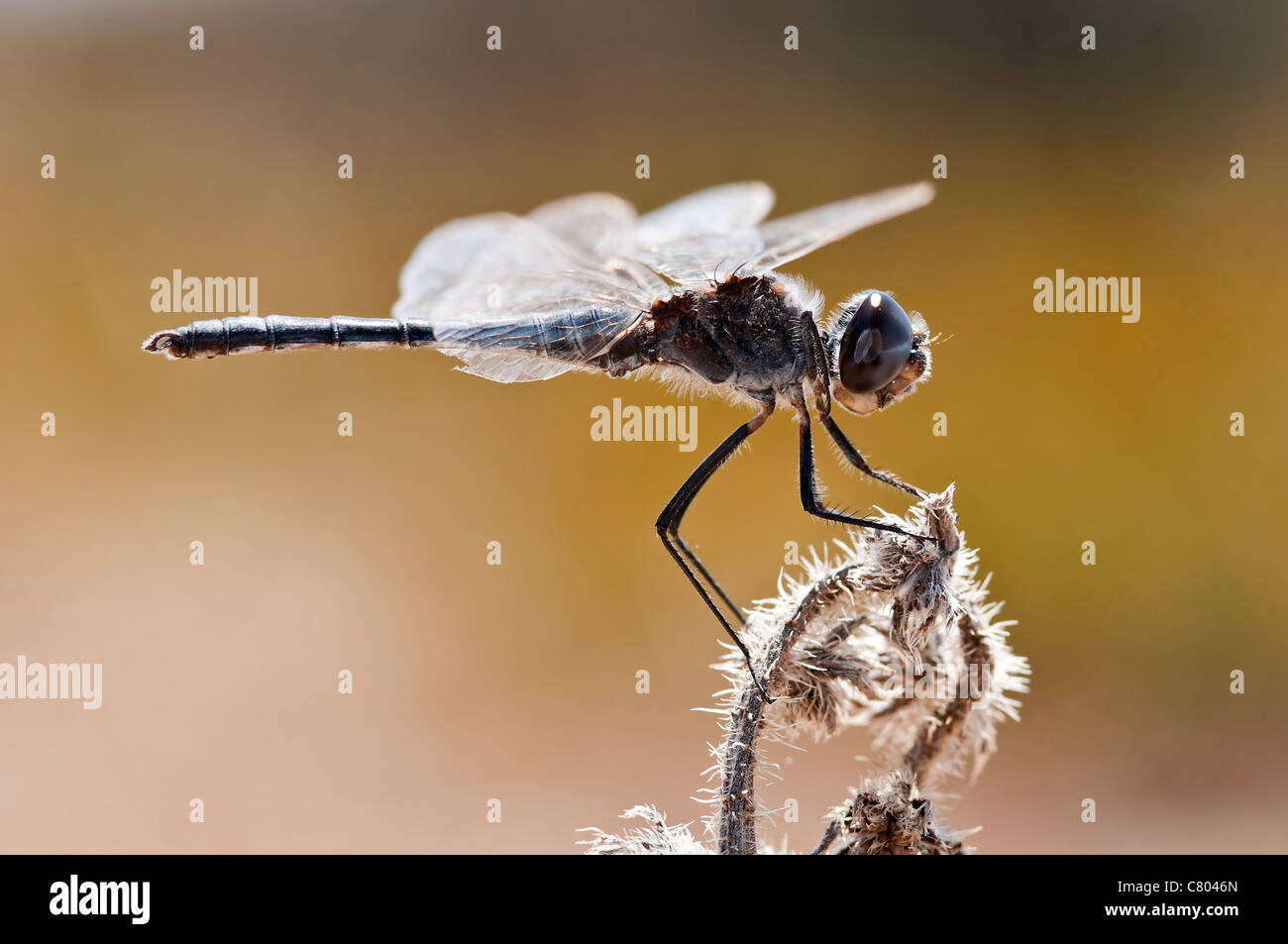 Insects of portugal hi-res stock photography and images - Alamy