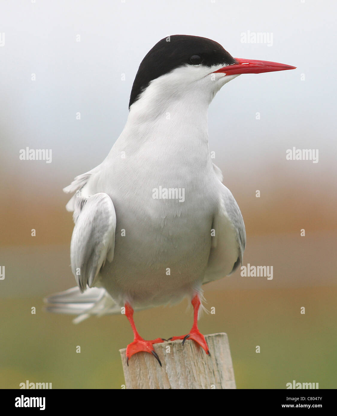 Terns at sea hi-res stock photography and images - Alamy