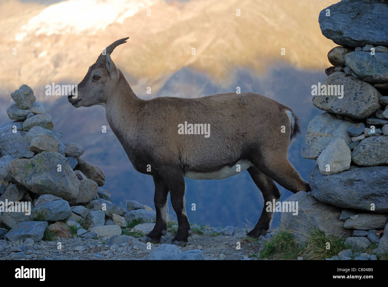 Animal alps hi-res stock photography and images - Alamy