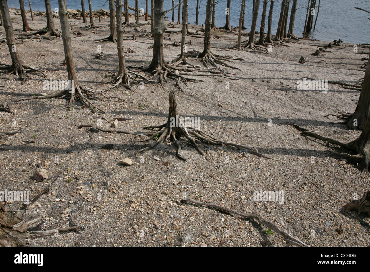 Dead tree roots and upright trunks aligned on a sandy lake shore Stock ...