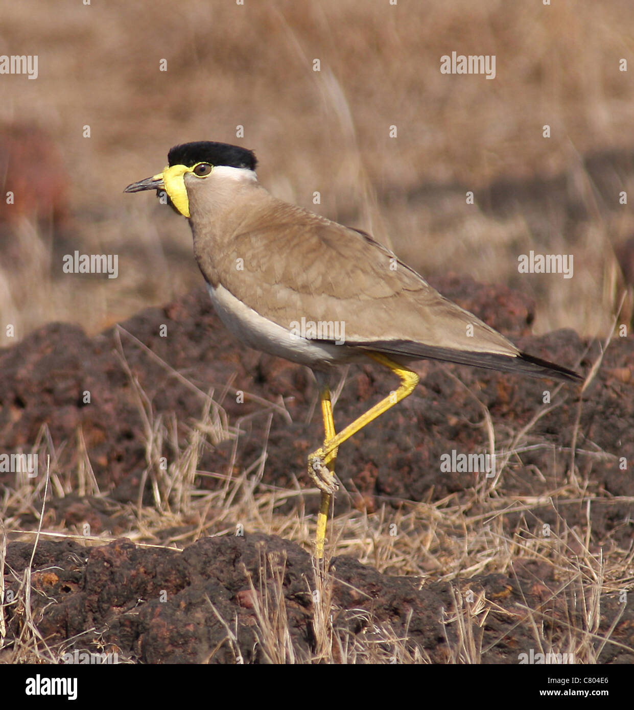 Yellow waders hi-res stock photography and images - Alamy