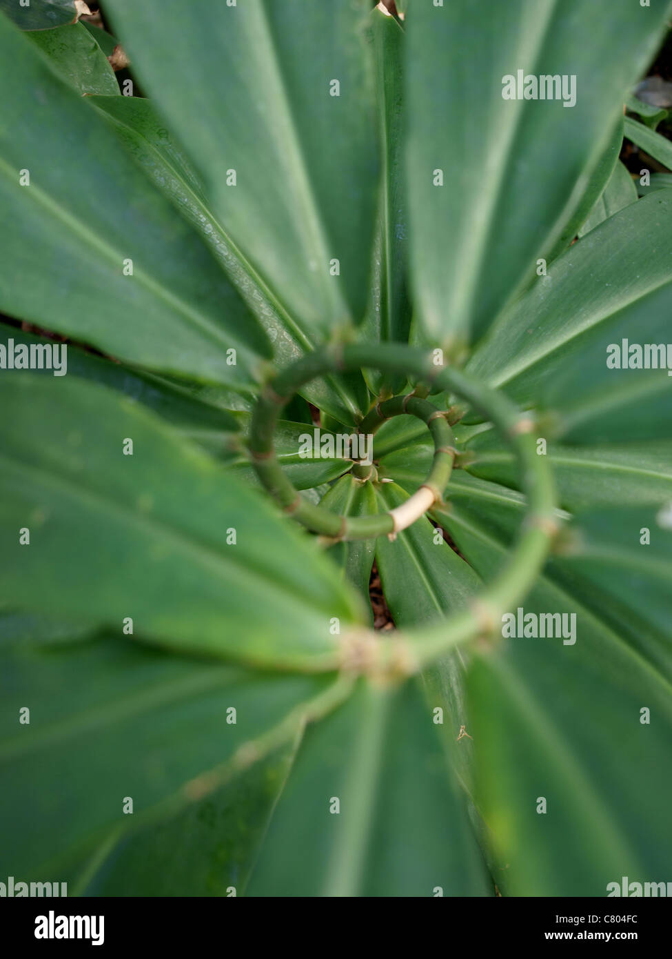 Spiral hi-res stock photography and images - Alamy
