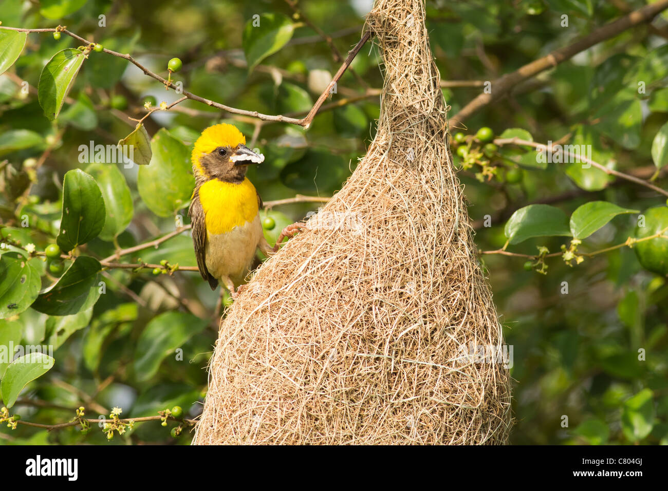 Male Weaver Bird with food in its beak along with its nest Stock Photo ...