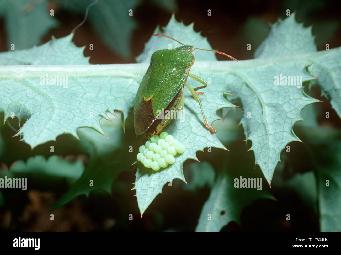 Common green shield bug (Palomena prasina: Pentatomidae) female laying ...