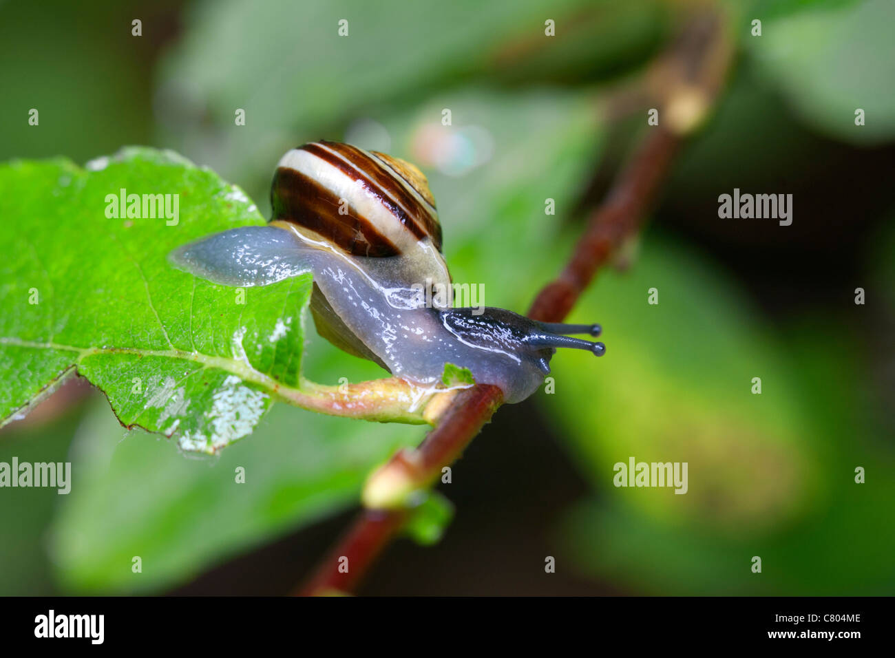 Brown-lipped Banded Snail Cepaea nemoralis moving across a twig Stock ...