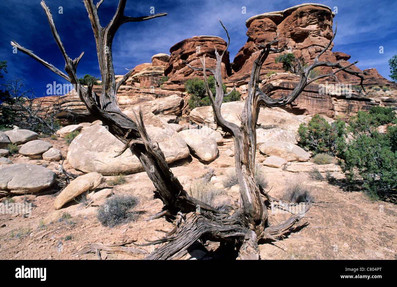 USA, Utah, Canyonlands National Park, Rock formations of the needles ...