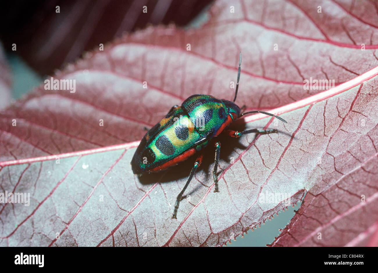 Shield-backed bug (Callidea sp.: Scutelleridae) showing warning ...