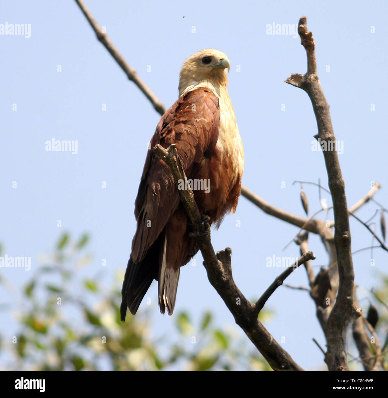Kite birds hi-res stock photography and images - Alamy