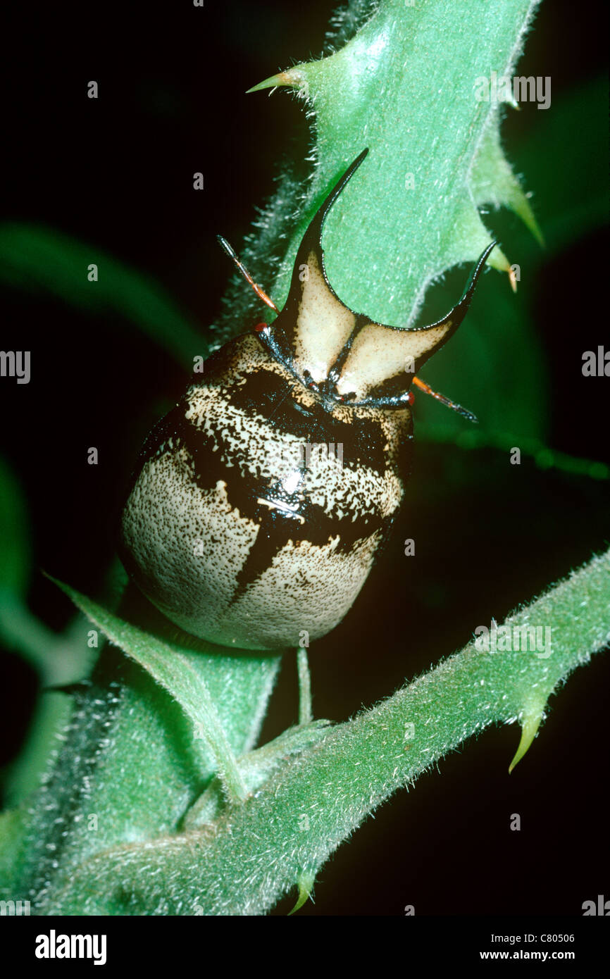 Plataspid bug (Ceratocoris cephalicus: Plataspidae) showing the horned ...