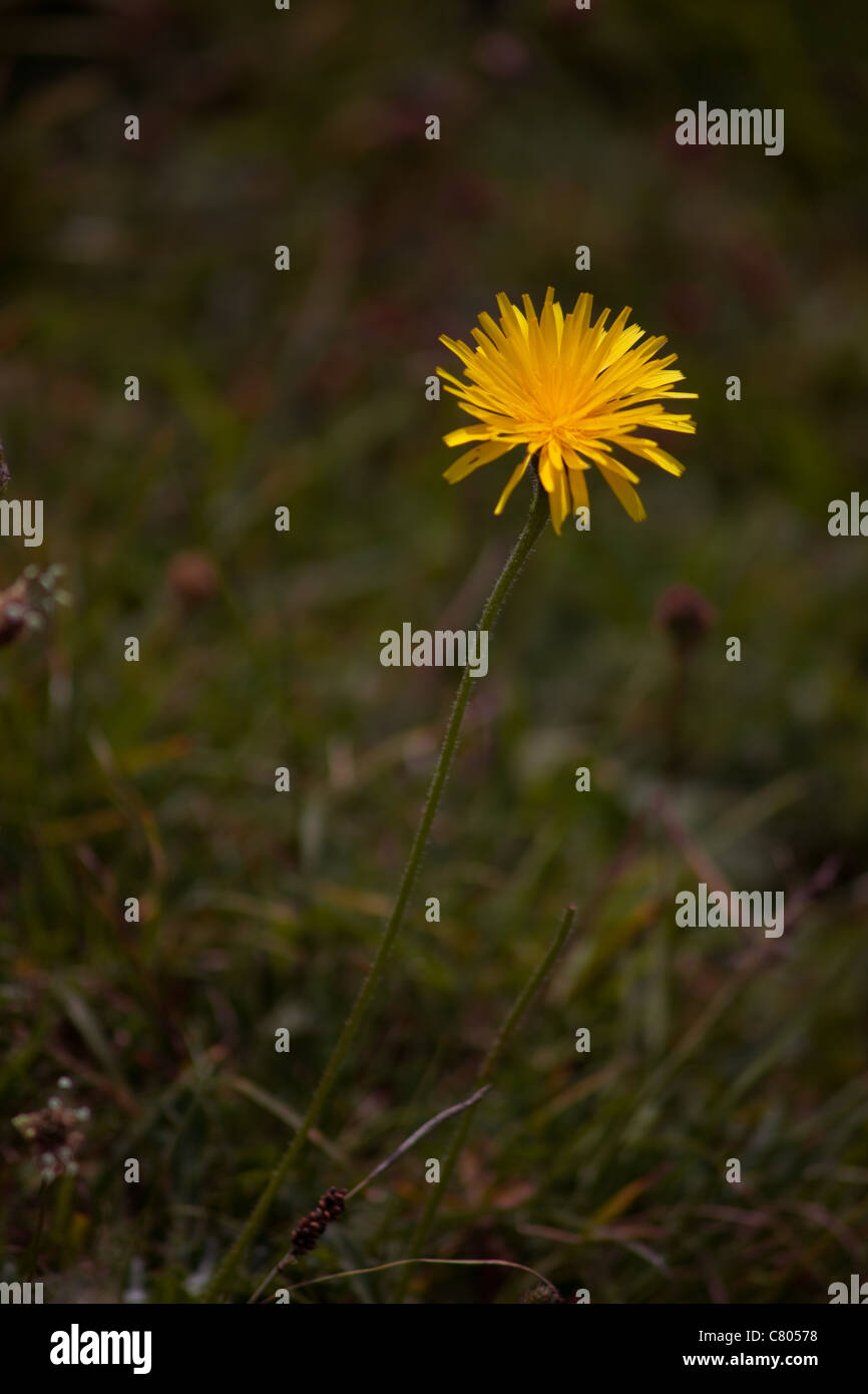 Dandelion lion hi-res stock photography and images - Alamy