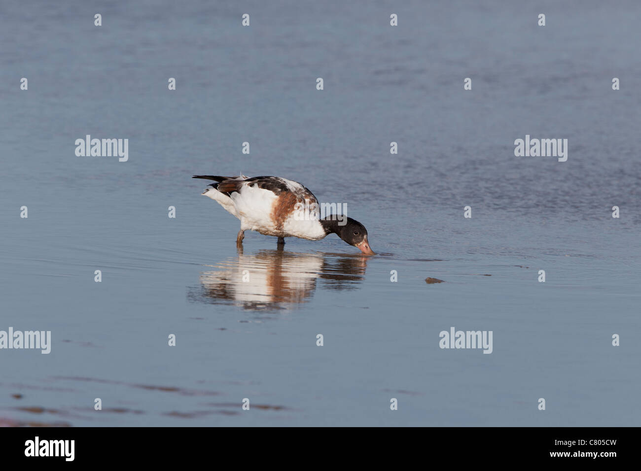 Common Shelduck Tadorna tadorna adult in eclipse plumaf feeding in ...