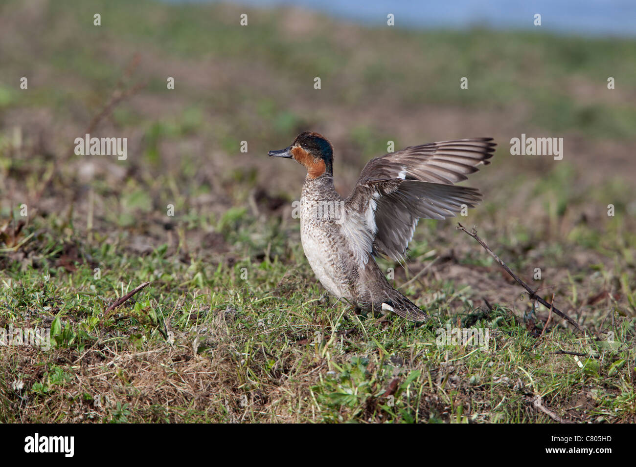 Eclipse male teal hi-res stock photography and images - Alamy