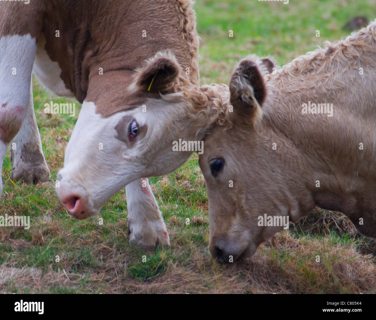 Cows with horns hi-res stock photography and images - Alamy