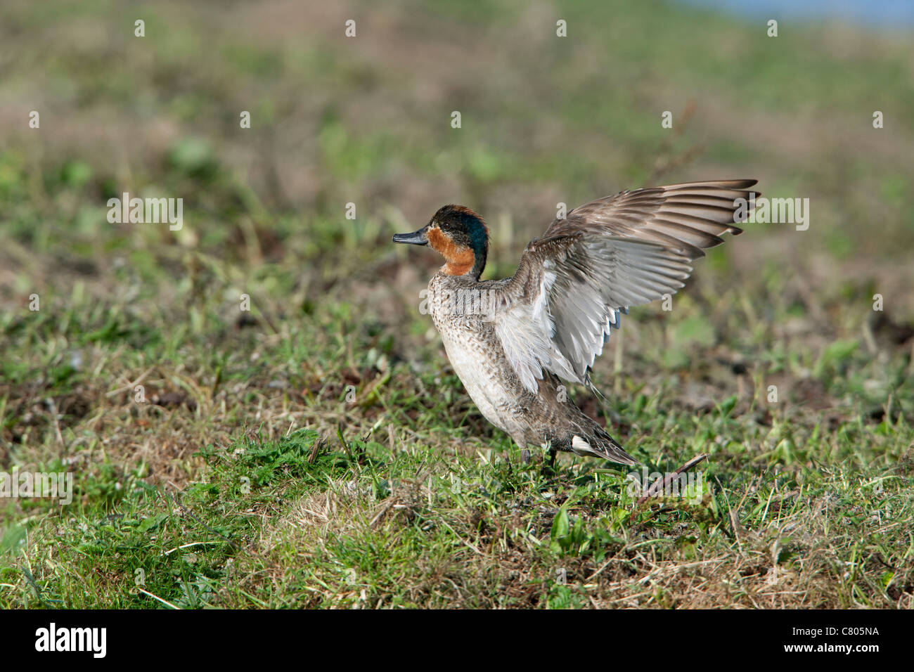 Common Teal Anas crecca adult male in eclipse plumage wing flapping ...