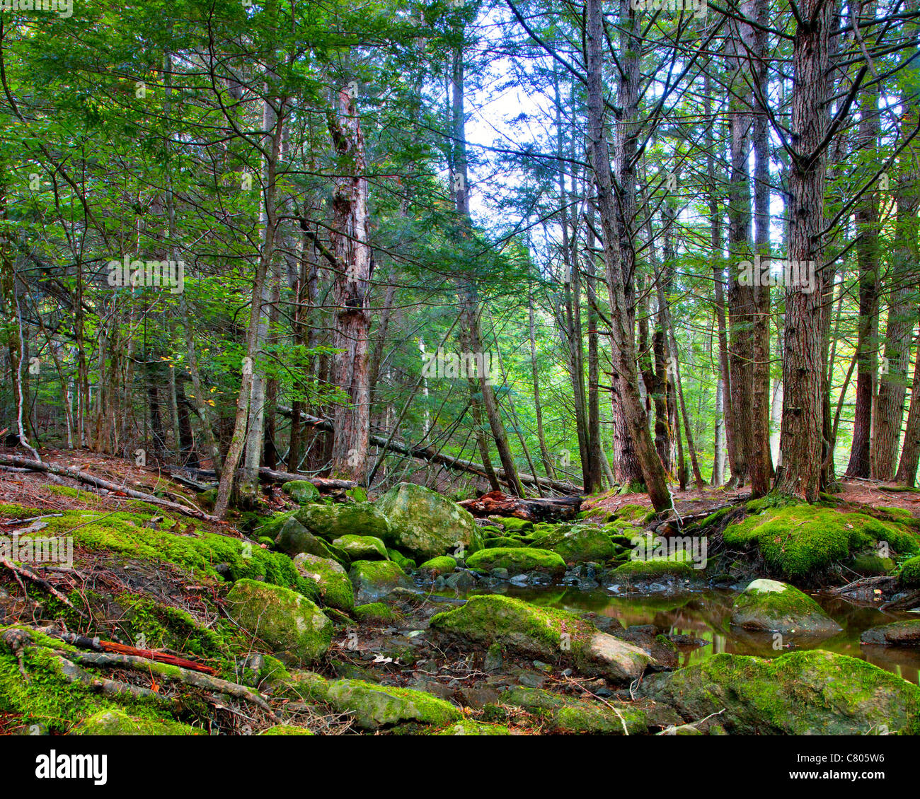 Moss rocks trees hi-res stock photography and images - Alamy