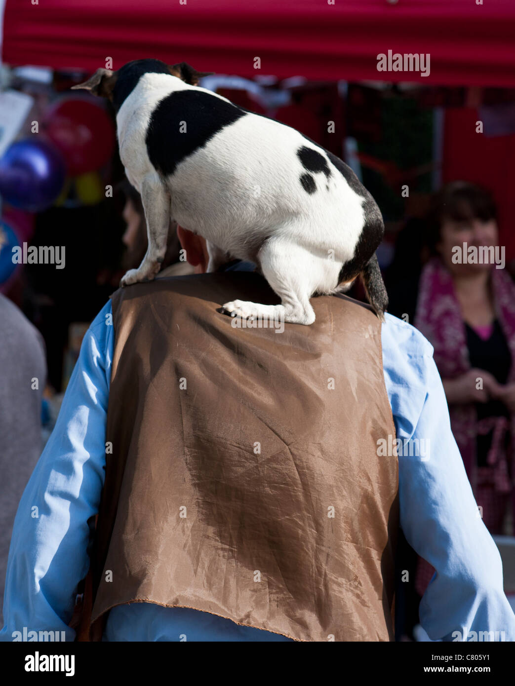 jack Russell dog hitching a ride on a mans back Stock Photo - Alamy