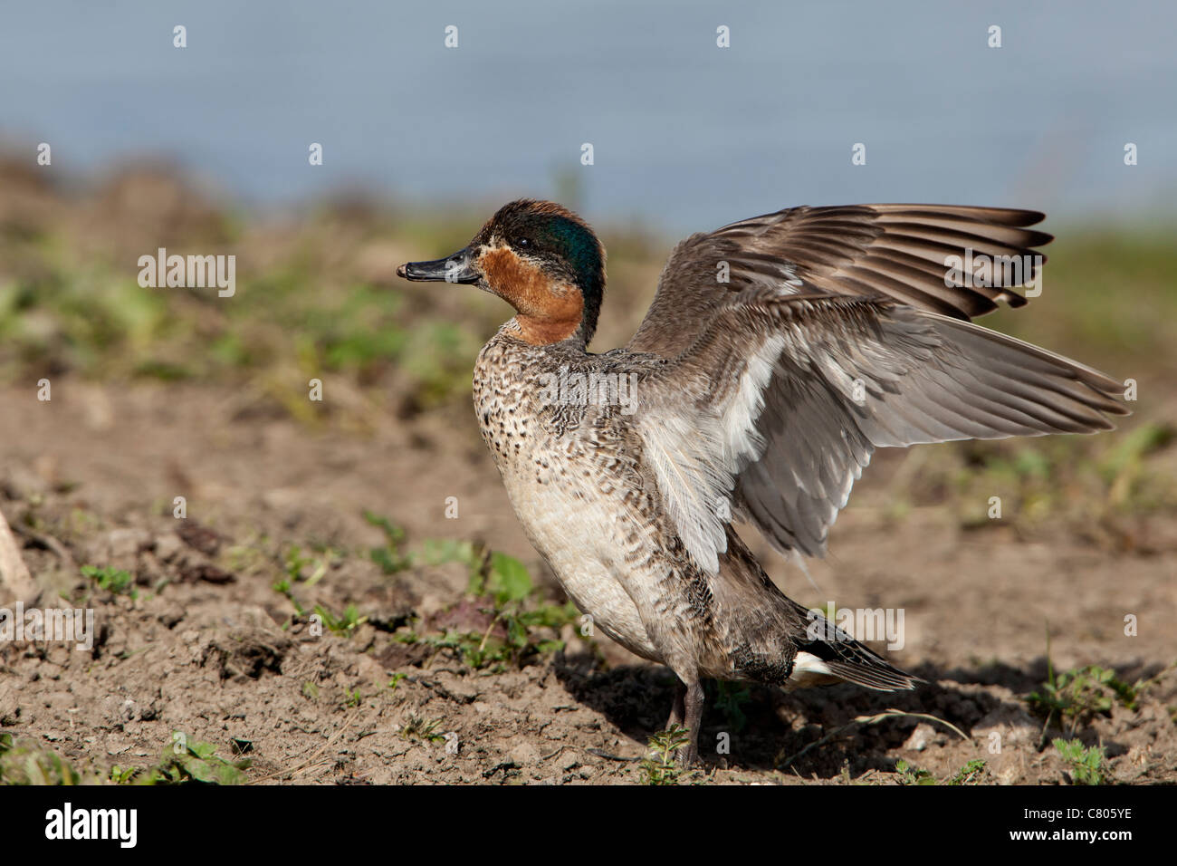 Eclipse male teal hi-res stock photography and images - Alamy