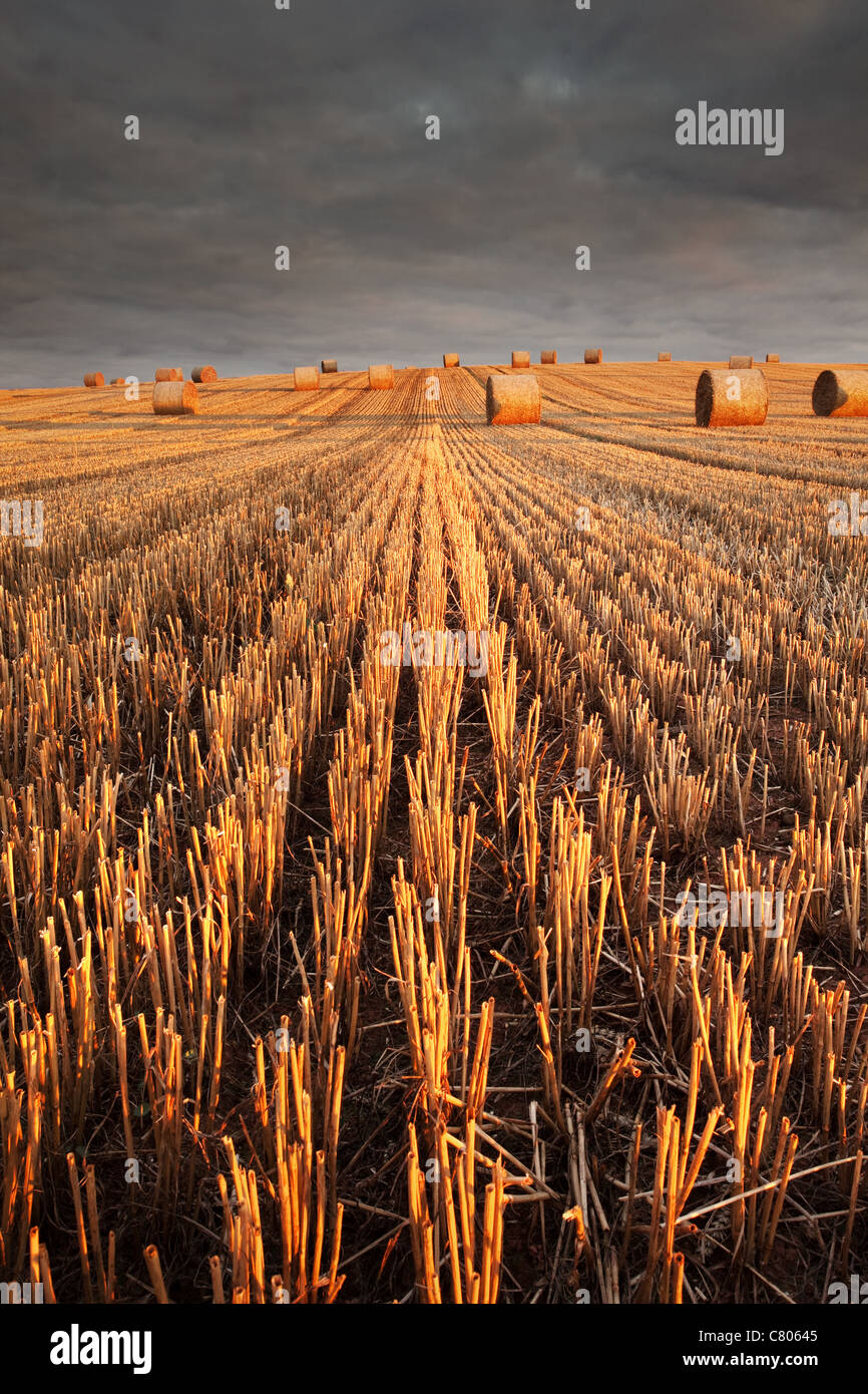 Graham hay hi-res stock photography and images - Alamy