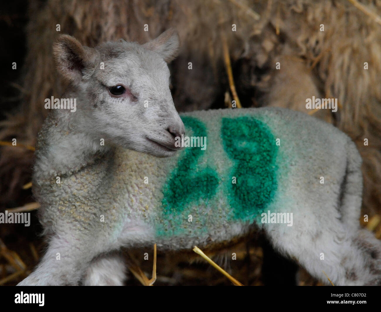 Newborn lamb hi-res stock photography and images - Alamy