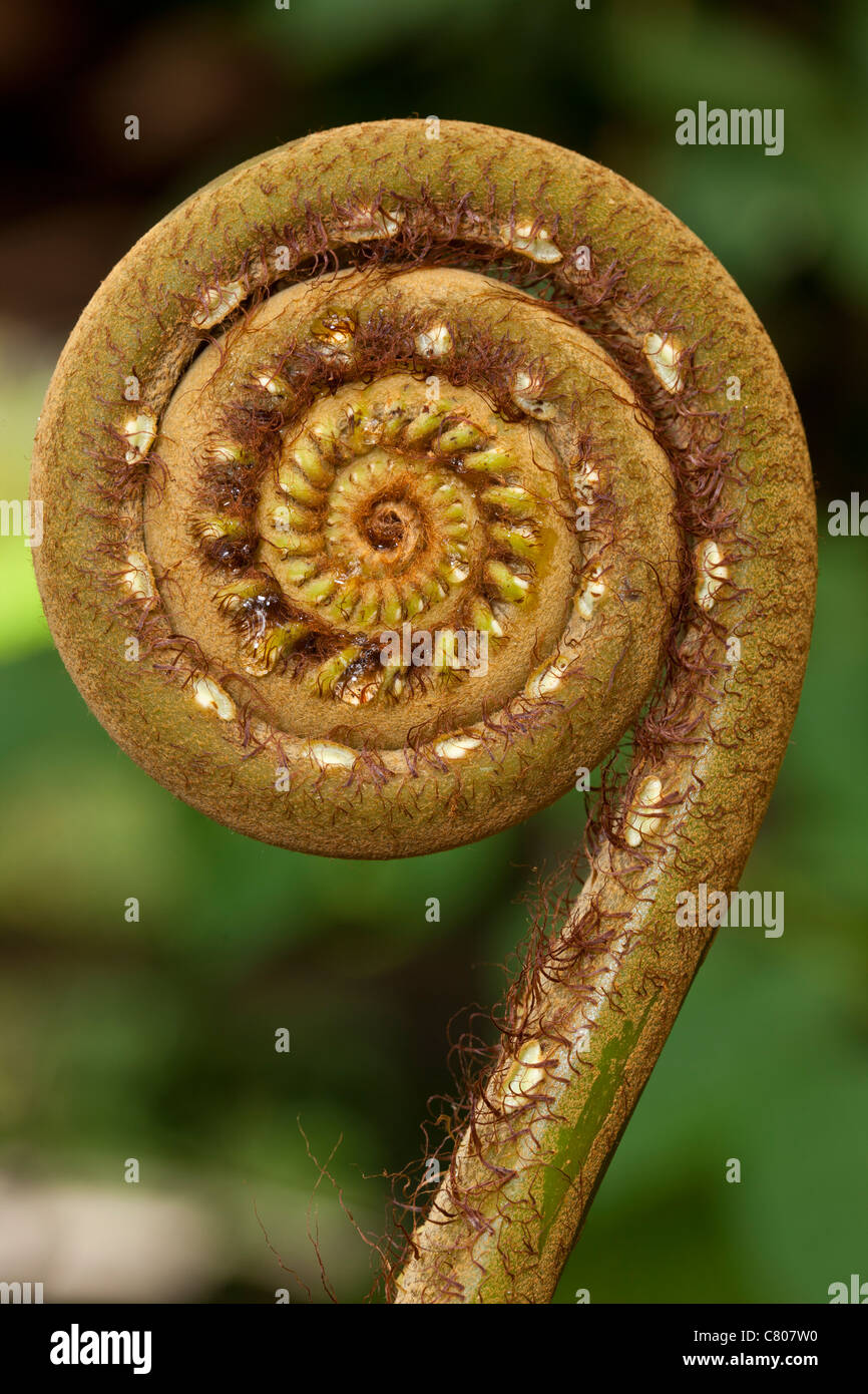Coil fern hi-res stock photography and images - Alamy