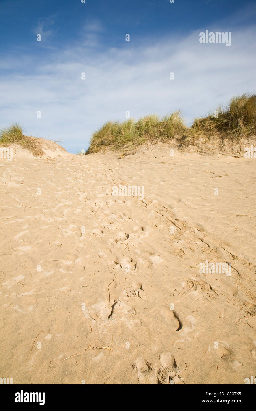 Sand dunes, St Ives Bay, Cornwall, England Stock Photo - Alamy