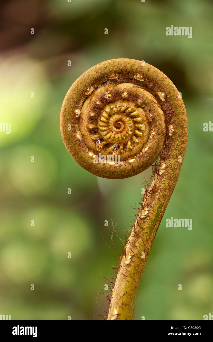 Frond unfurling hi-res stock photography and images - Alamy