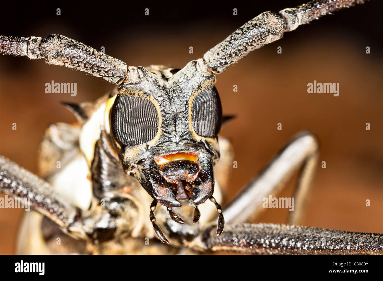 Longhorn beetle, close-up. Sabah, Malaysian Borneo Stock Photo - Alamy