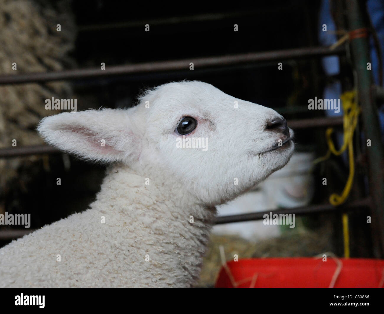 Little baby lamb in barn hi-res stock photography and images - Alamy