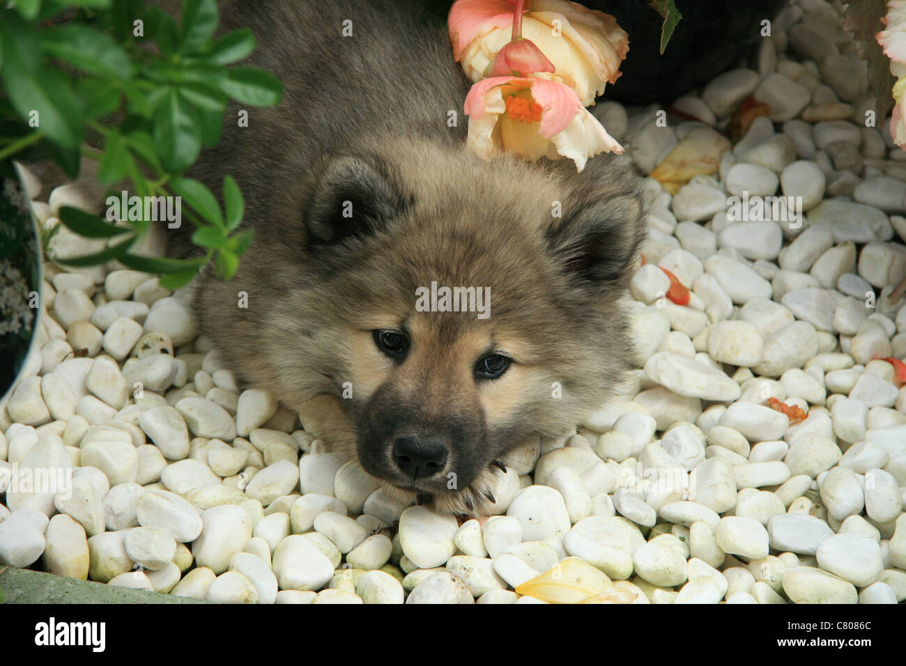 Eurasier puppy hi-res stock photography and images - Alamy