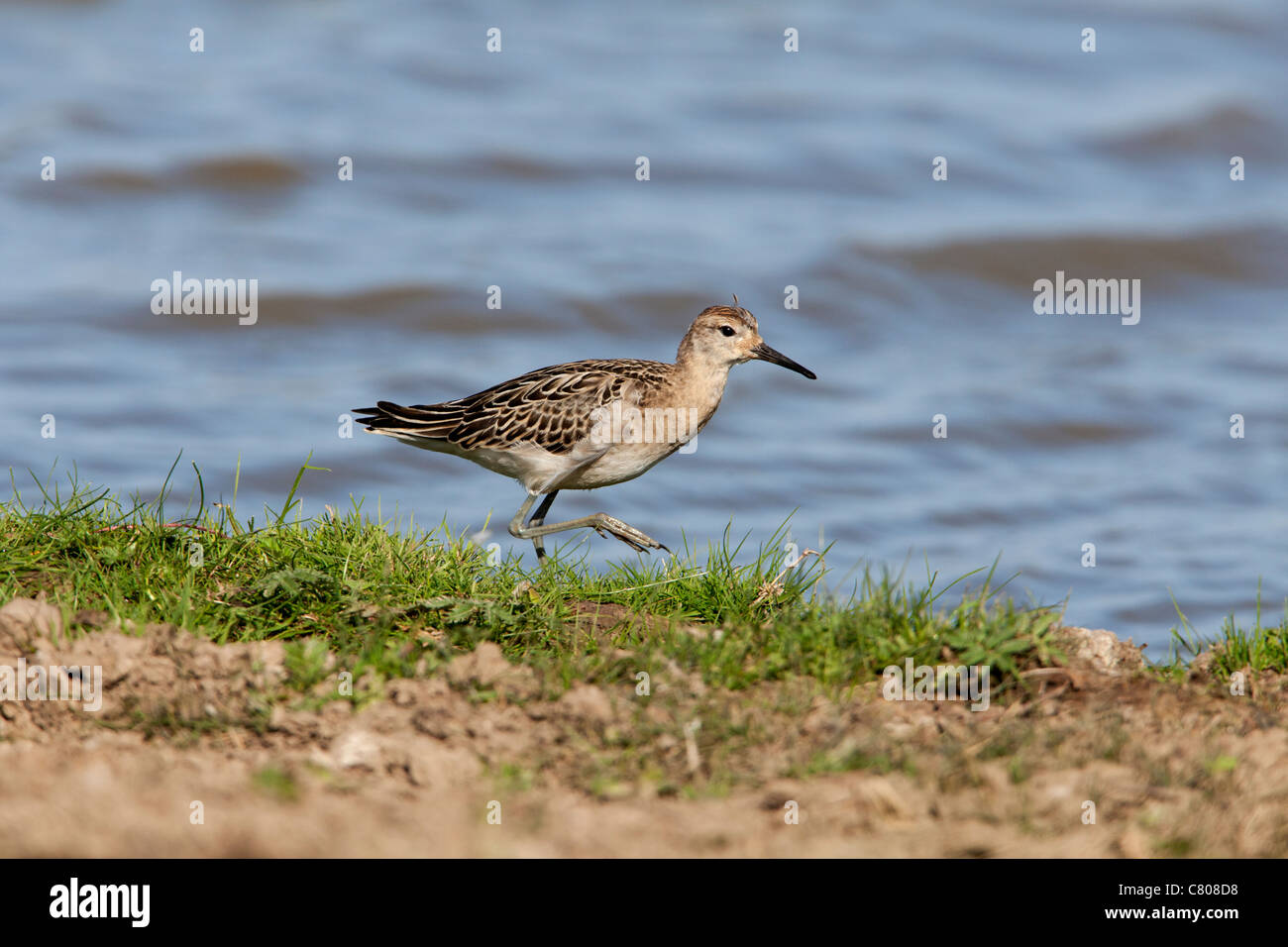 Ruff (Reeve) Philomachus pugnax adult female Stock Photo - Alamy