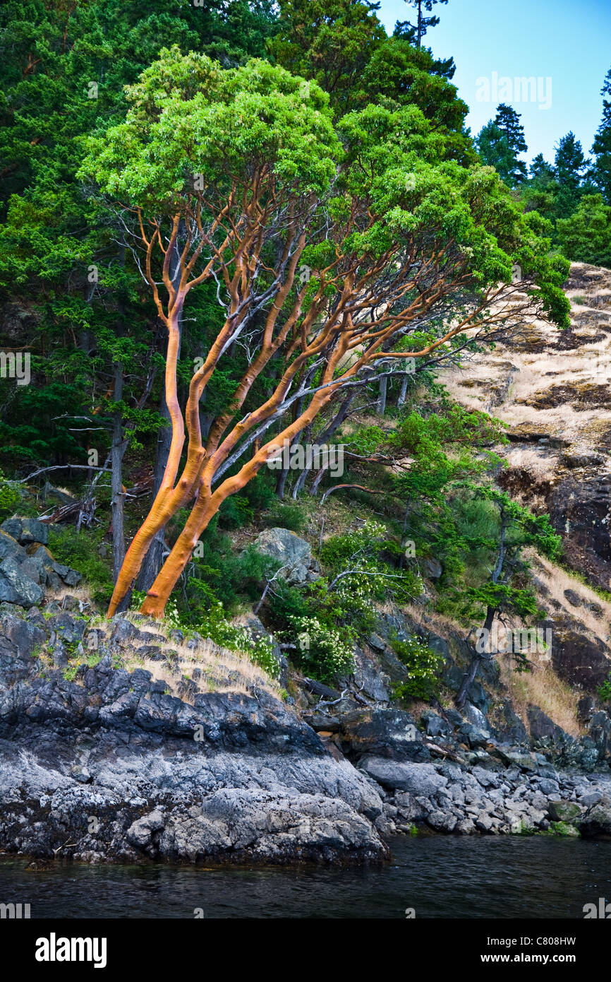 Example of an Arbutus tree growing at the tideline of an ocean inlet ...